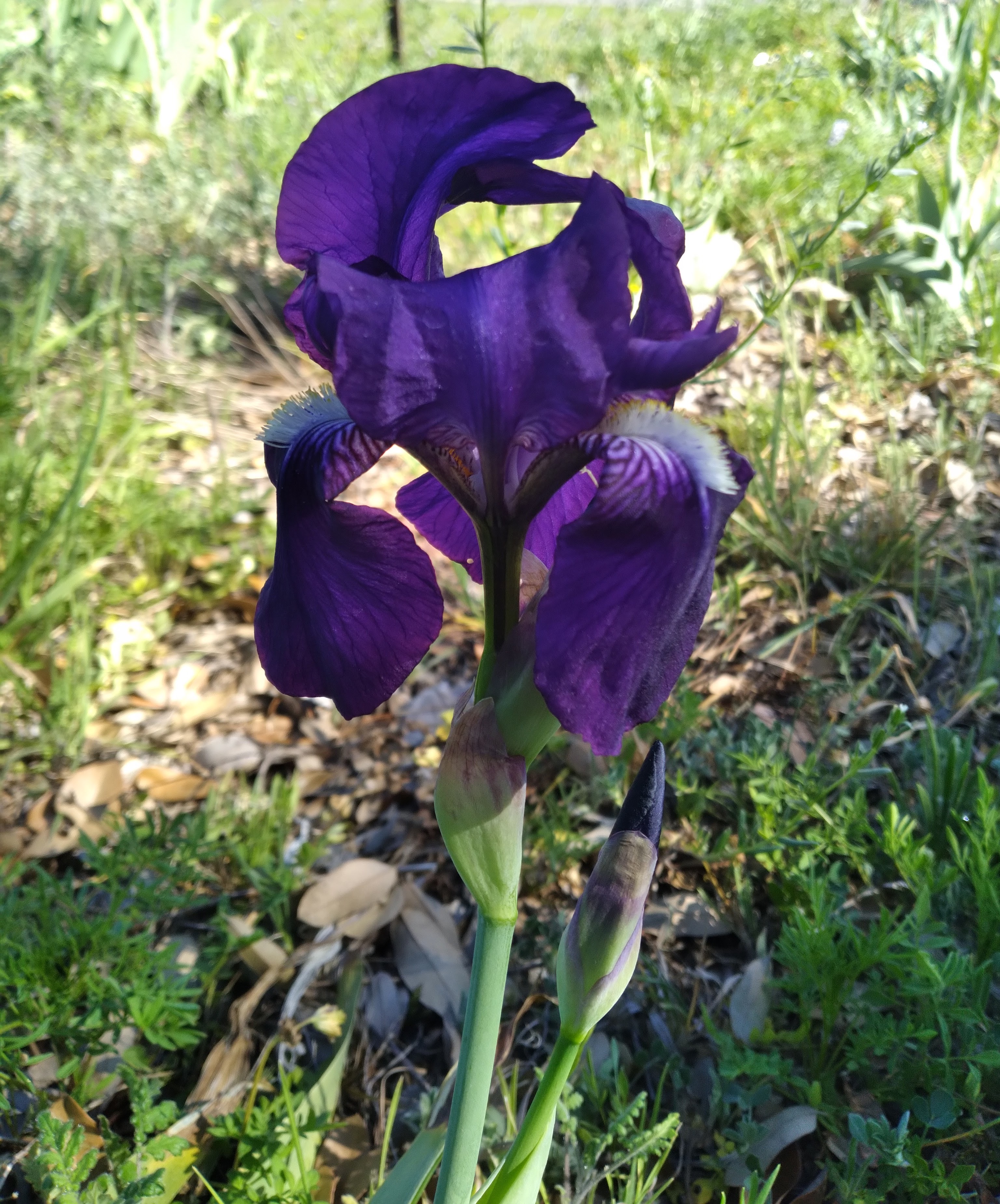 50 Shades of Iris – Heirloombulbgirl