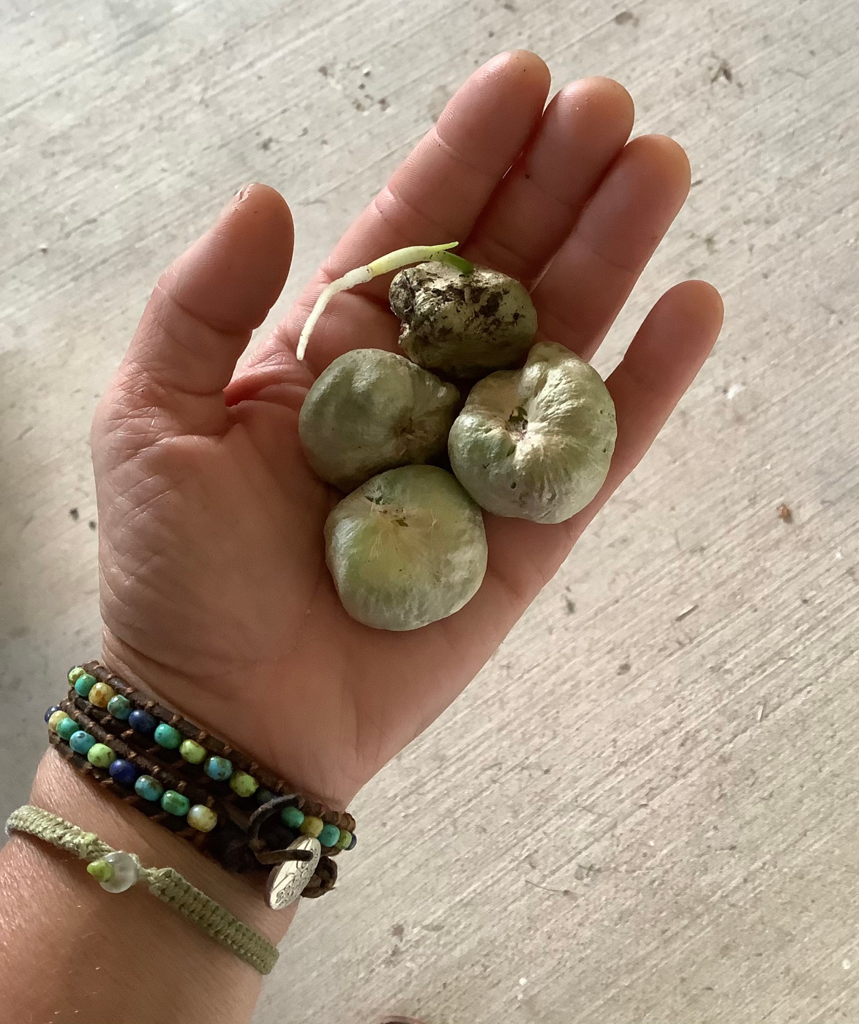 Heirloombulbgirl – Encouraging a Life Long Love of Gardening, while ...
