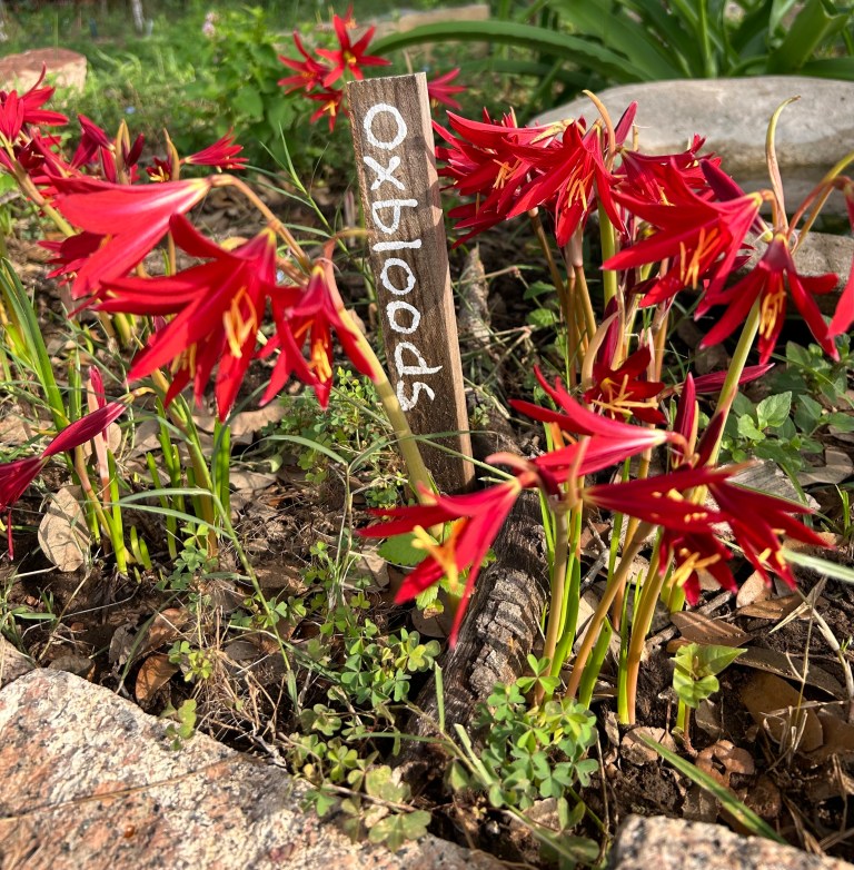 Heirloombulbgirl – Encouraging a Life Long Love of Gardening, while ...