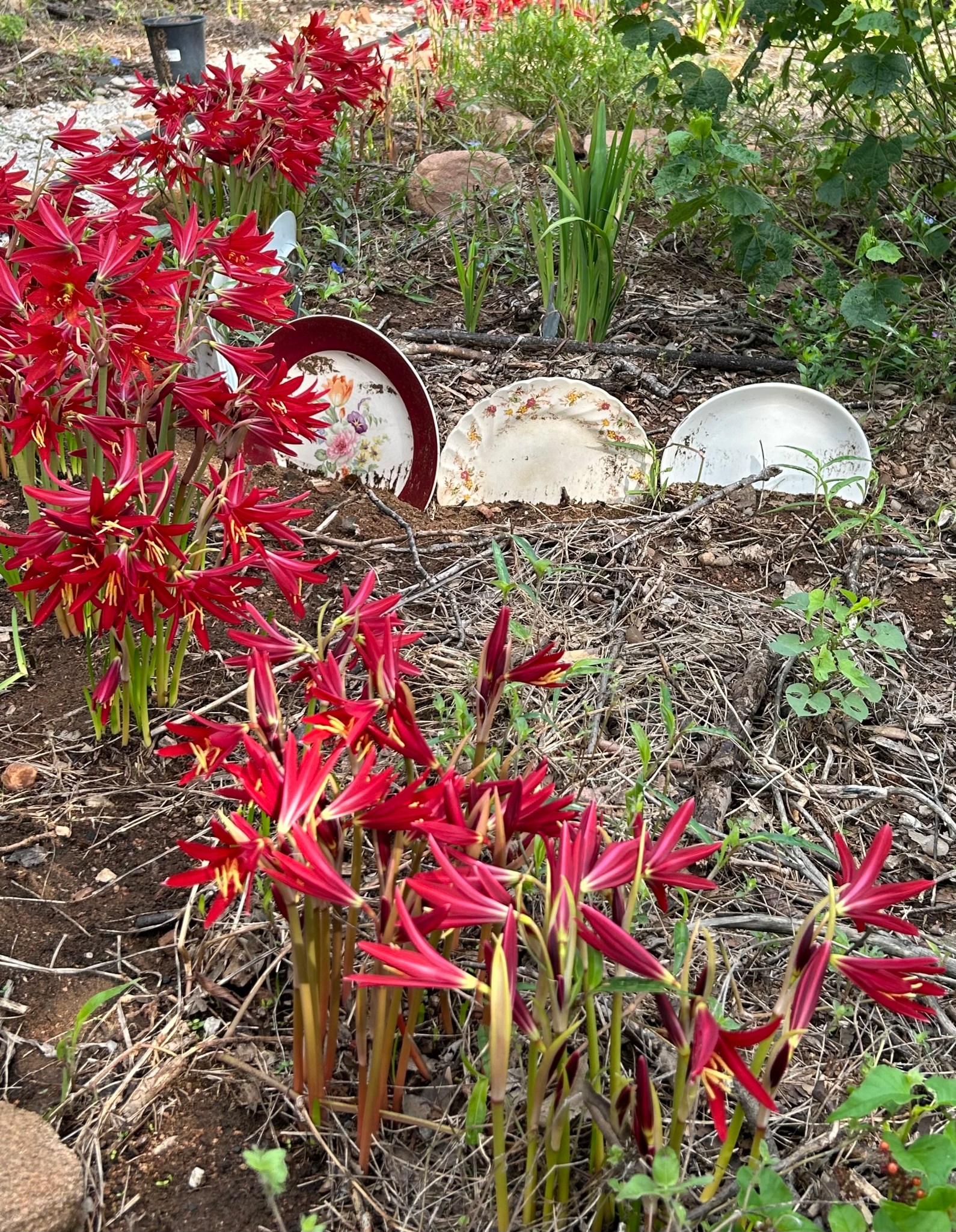 Heirloombulbgirl – Encouraging a Life Long Love of Gardening, while ...