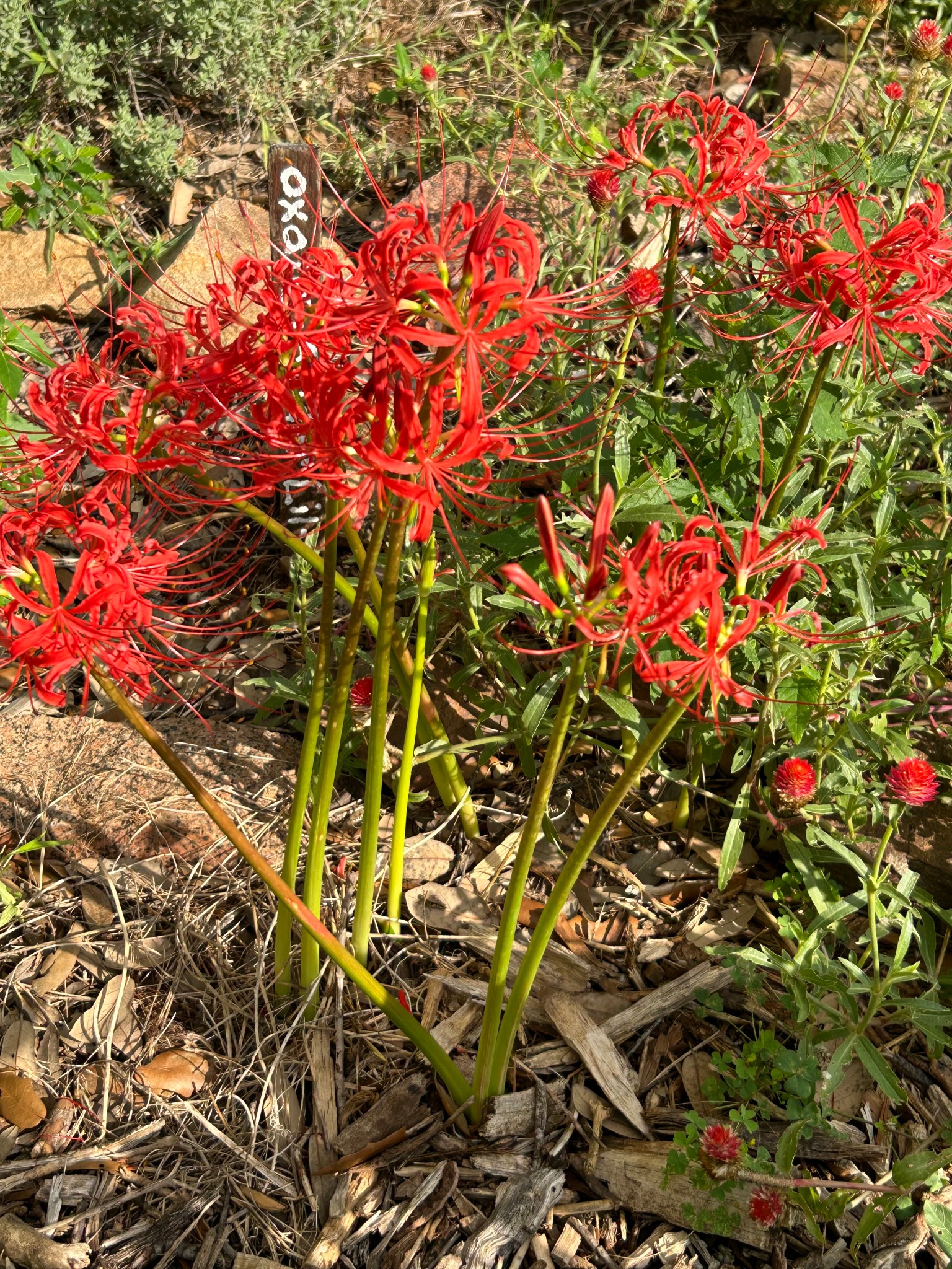 Heirloombulbgirl – Encouraging a Life Long Love of Gardening, while ...