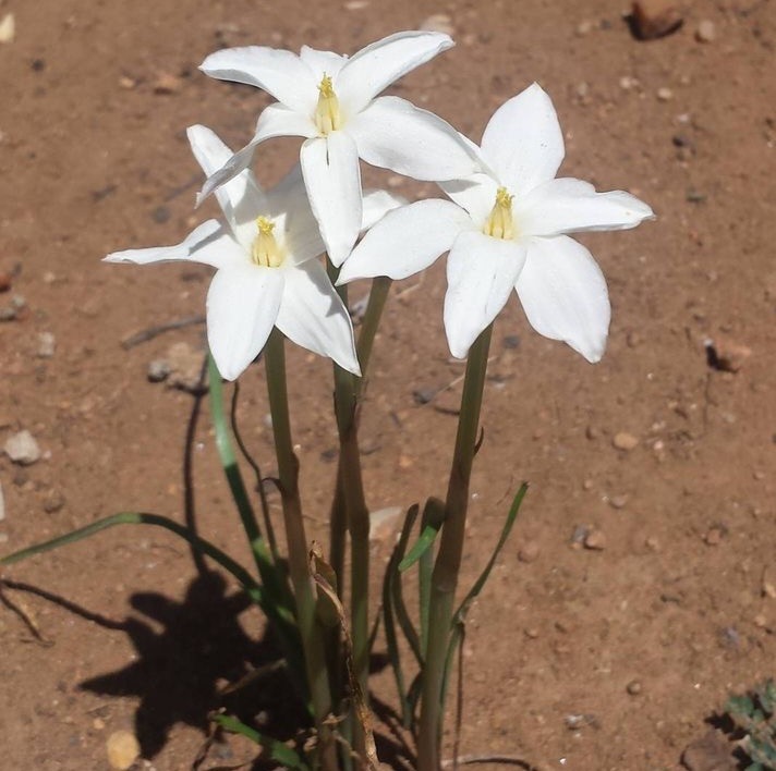 The Fallow Ground – Heirloombulbgirl