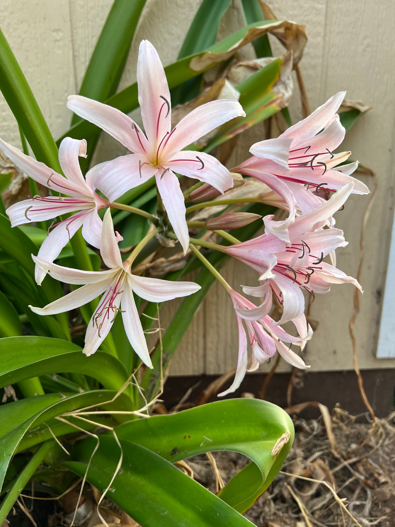 Heirloombulbgirl – Encouraging a Life Long Love of Gardening, while ...