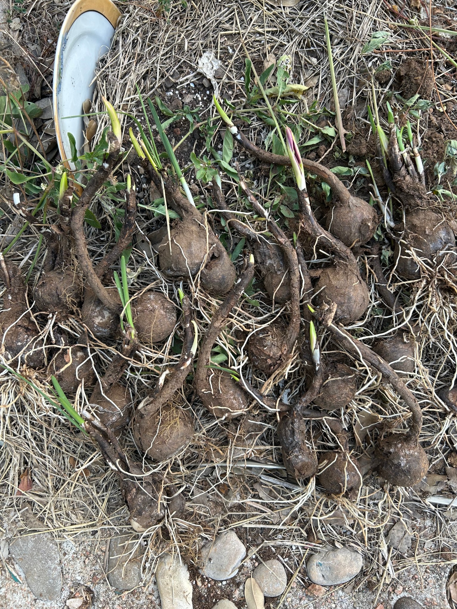 Heirloombulbgirl – Encouraging a Life Long Love of Gardening, while ...