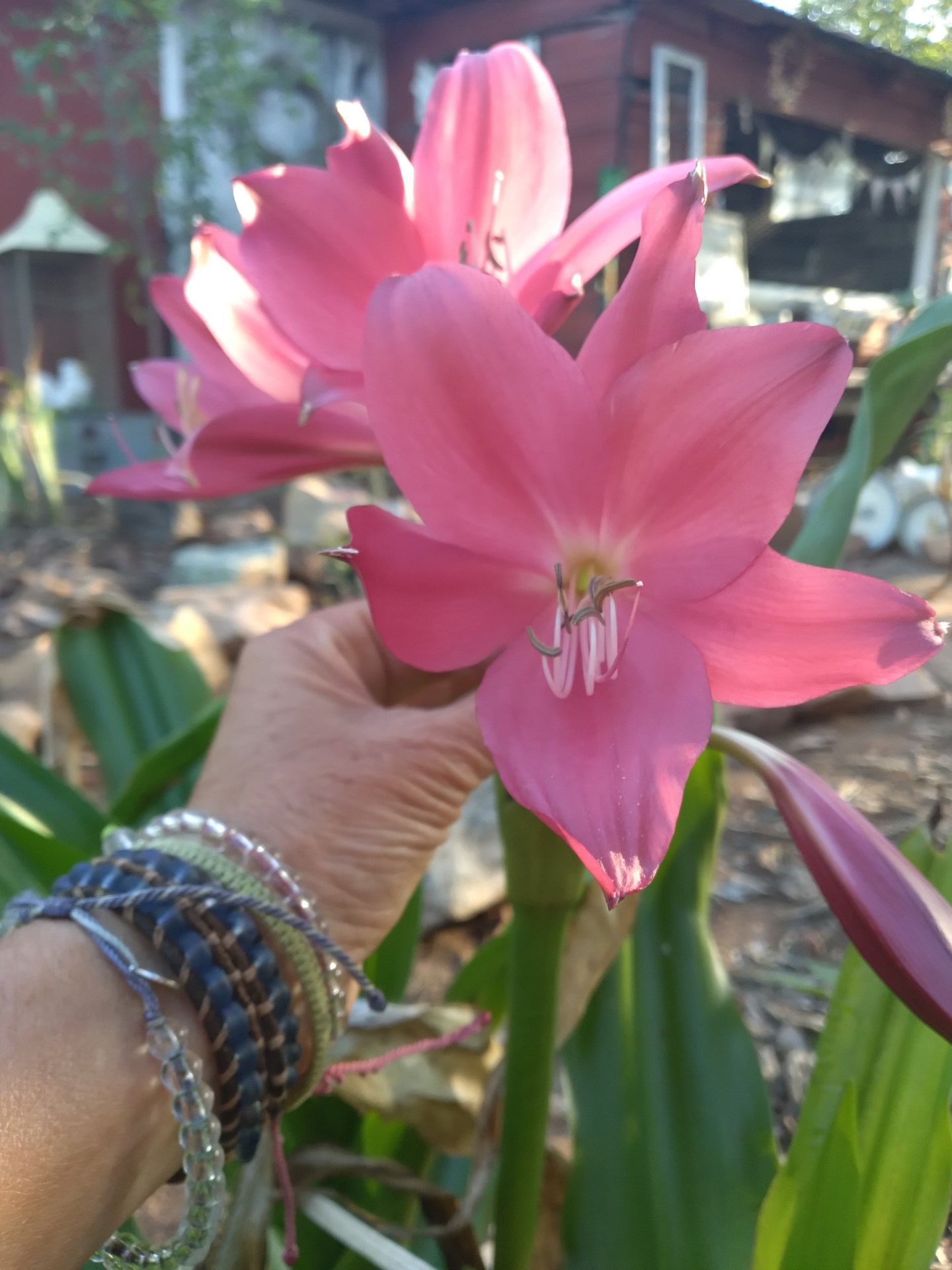 Heirloombulbgirl – Encouraging a Life Long Love of Gardening, while ...