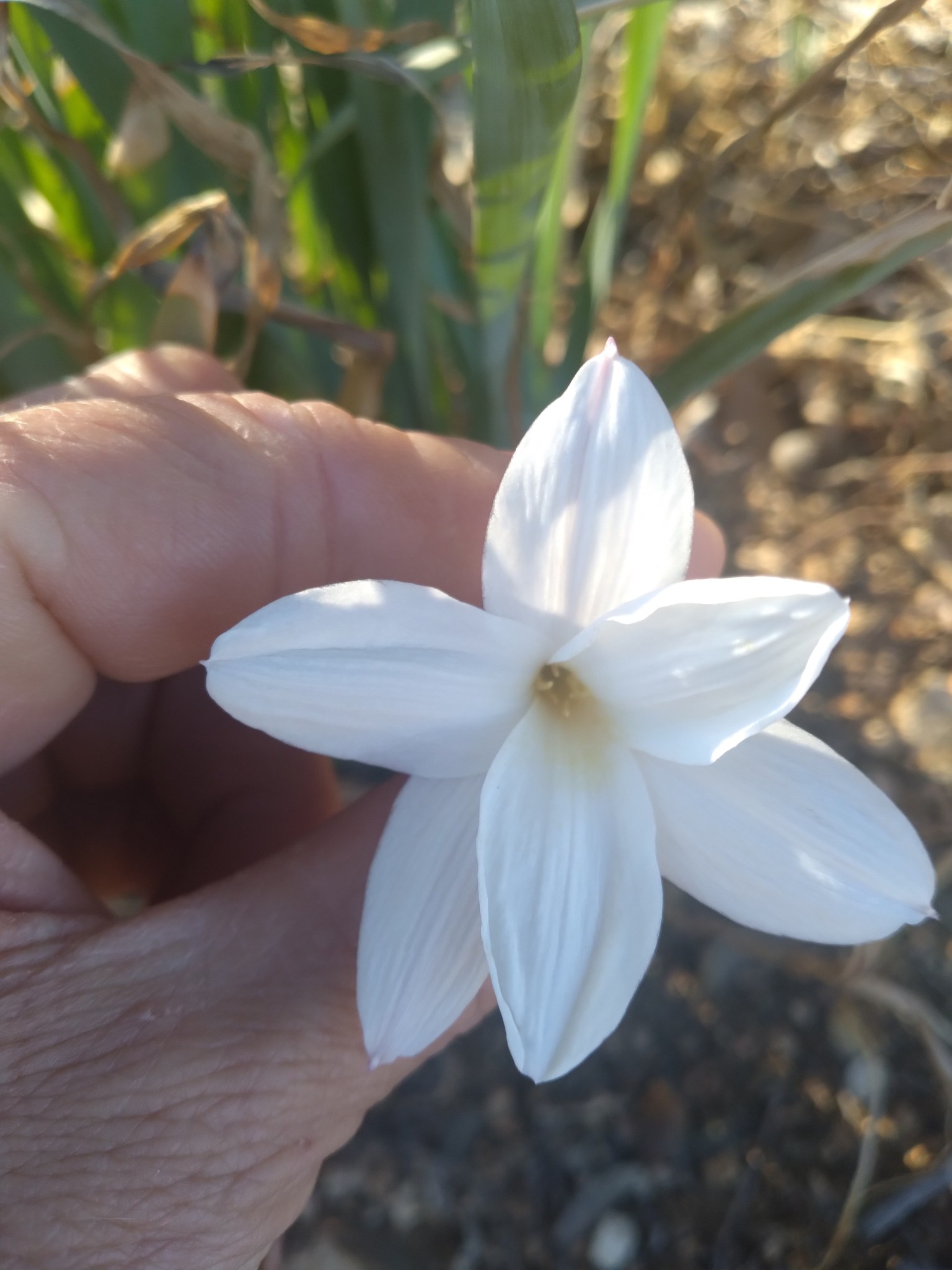 Heirloombulbgirl – Encouraging a Life Long Love of Gardening, while ...