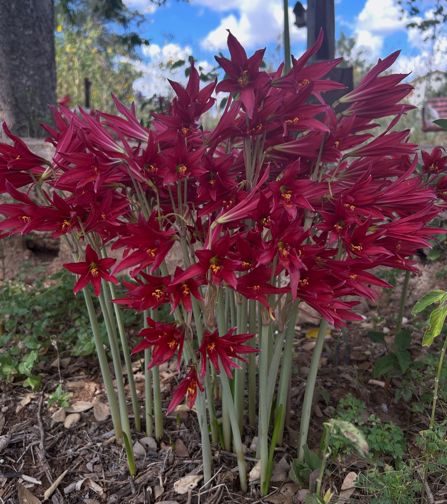 Heirloombulbgirl – Encouraging a Life Long Love of Gardening, while ...